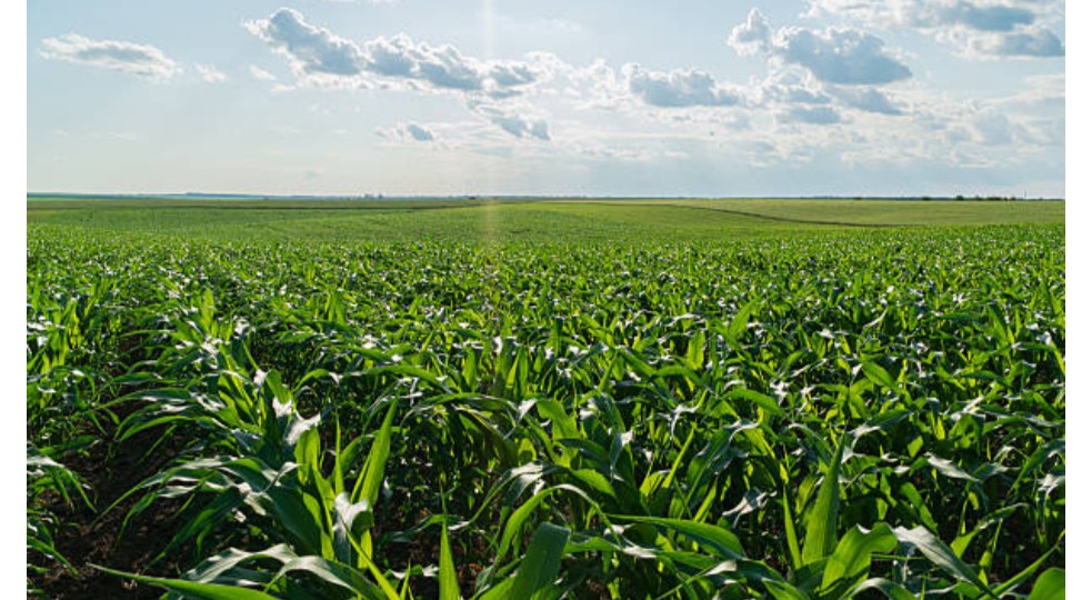 Crop Production Management Training Course | Phoenix Training Center